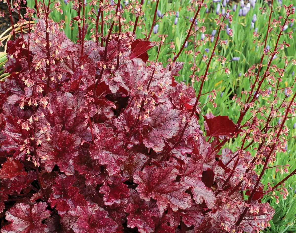 Geichera بیری Marmelaid.