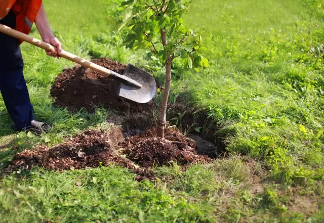 Plantando se uma muda da floresta