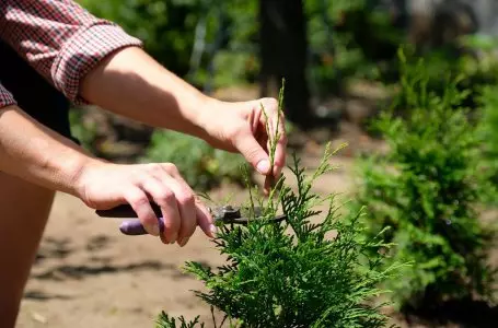 Cara membentuk pohon hutan di plot 5803_11