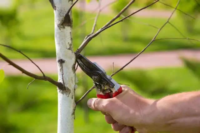 Cara memotong pohon hutan