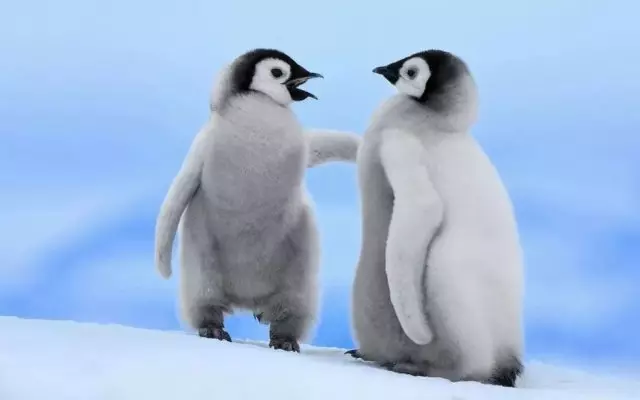 Пингвиннар
