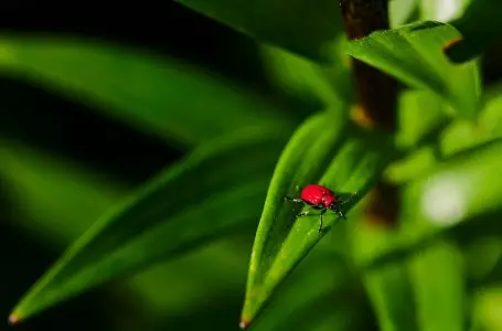 7 lý do có thể tại sao hoa loa kèn không nở 5834_13