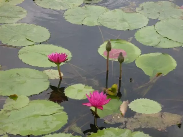 ಬಾಡೆನ್-ವೂರ್ಟೆಂಬರ್ಗ್. ಭಾಗ 2. ಲ್ಯಾಂಡ್ಸ್ಕೇಪ್ ವಿನ್ಯಾಸ 5841_35