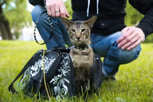 Oriental Cat.