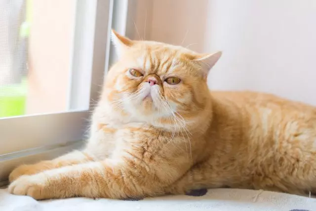 Exotic shorthair