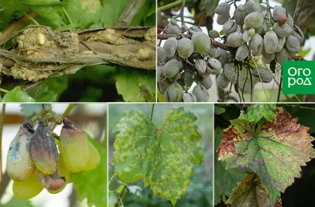 Самыя небяспечныя шкоднікі вінаграда (апісанне і метады барацьбы) 584_1