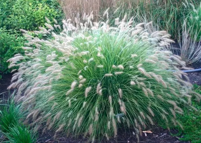 Pennisetum Flashing