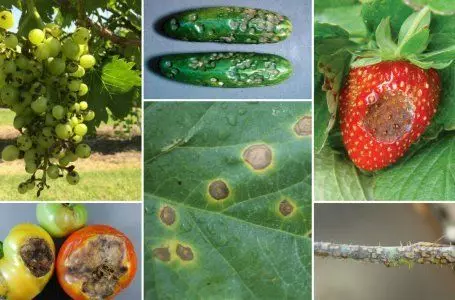 Top 5 Malattie più pericolose dell'uva 585_10
