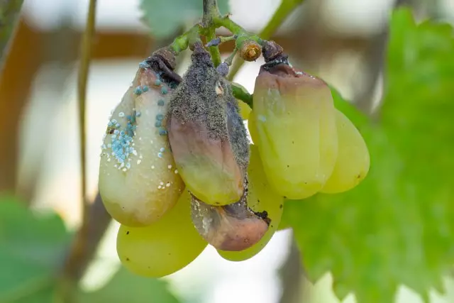 Grijze rot op druiven