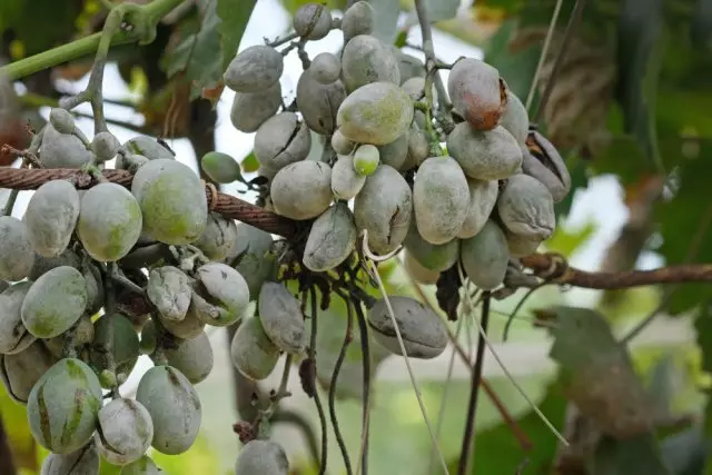 OIDIUM (prawdziwa rosa proszkowa) na winogronach