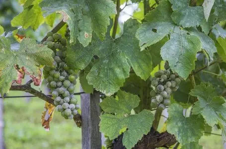 Top 5 najbardziej niebezpiecznych chorób winogron 585_7