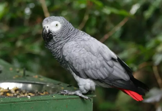 Speaking Parrots Jaco