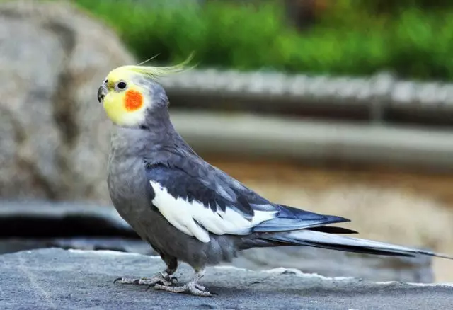 Na-asụ Parrots Koroela