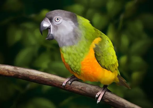 Speaking parrots Segalsky