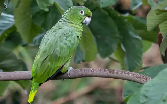 Talking parrots Amazon