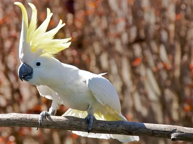 Pagsulti sa Kakada Parrots