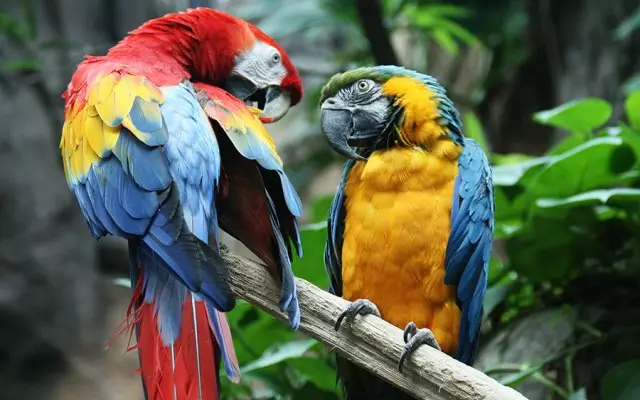 Talking parrots Ara