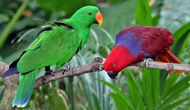 Kulankhula Parrots Eclectus