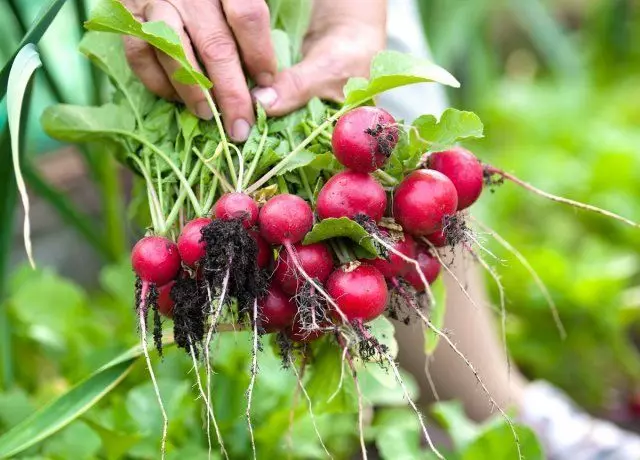 Radish on Groke