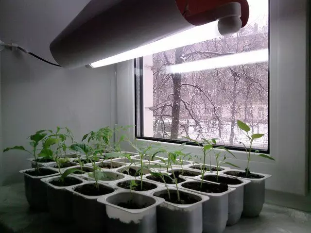 Daylight lamp para sa mga seedlings