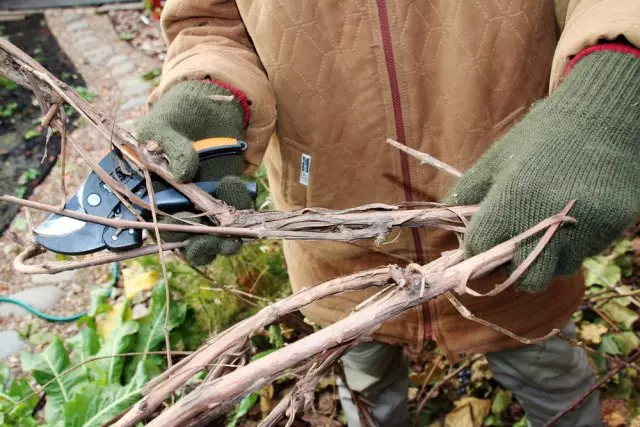 Pruning àjàrà