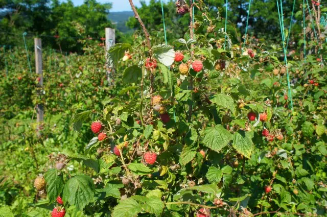 raspberries.