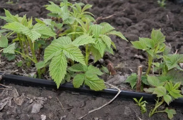 Jonge Sprouts of frambozen