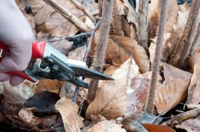 Trimming raspberries ni Igba Irẹdanu Ewe