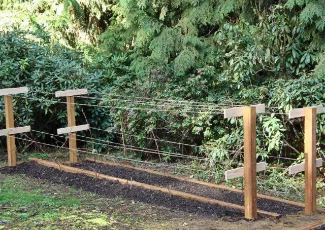 Landing raspberries in a trench