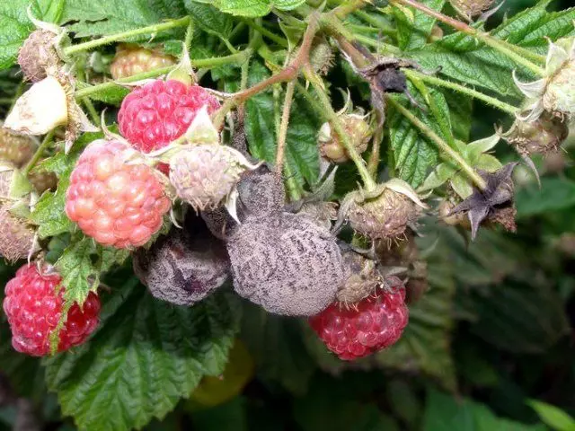 Մոխրագույն Ruff Malina