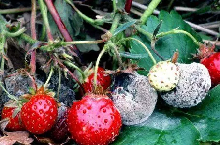 Bolezni malin in Blackberries - Opis s fotografijami in metodami zdravljenja 597_17