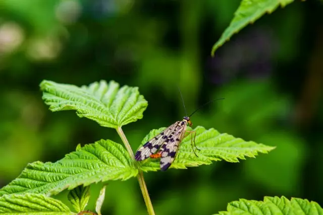 Malineus Stem ntchentche