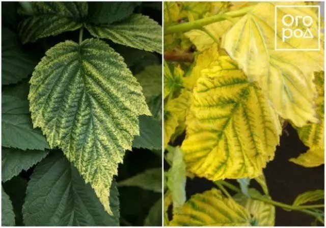 Chlorosis sa raspberry