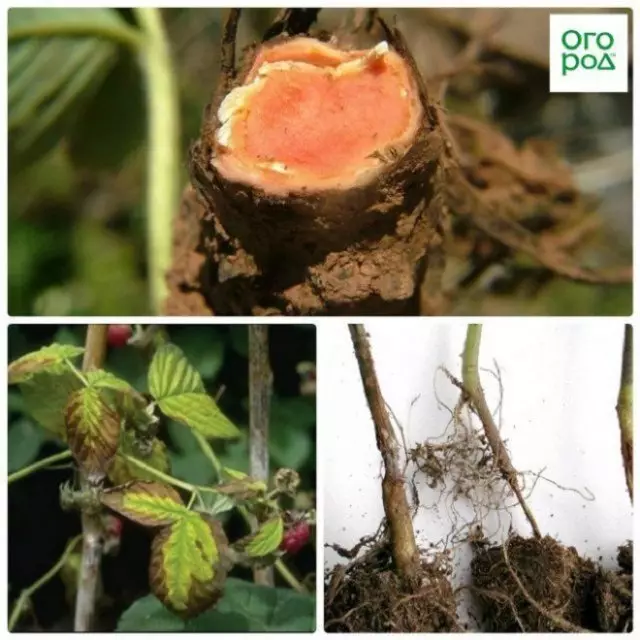 Root Rot (Phytoftor) Raspberry