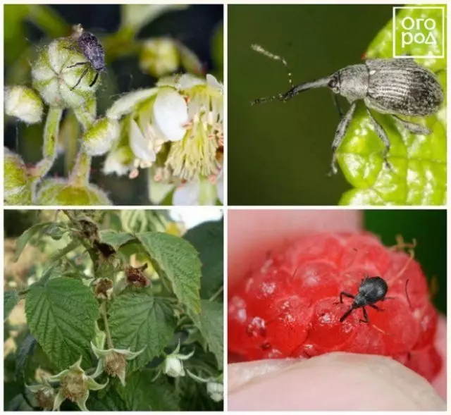 Malino-Strawberry nga weevil (kolor)