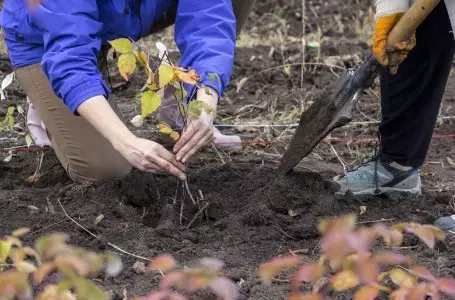 Գարնանը ազնվամորու սածիլների վայրէջք. Նոր նորությունների խորհուրդներ 602_18