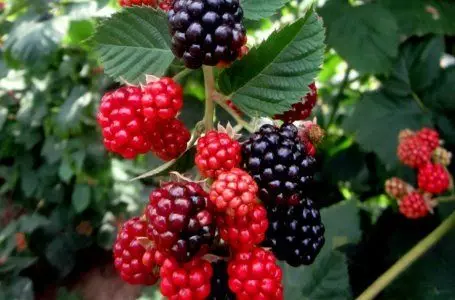 Le più dolci varietà di BlackBerry con foto e descrizione 603_12