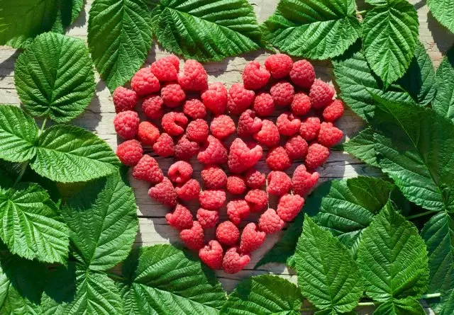 Mengapa tidak punya waktu untuk menumbuhkan raspberry?