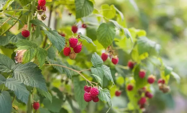 Mengapa tidak punya waktu untuk menumbuhkan raspberry? 604_10