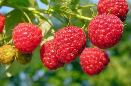 Mengapa tidak punya waktu untuk menumbuhkan raspberry? 604_7