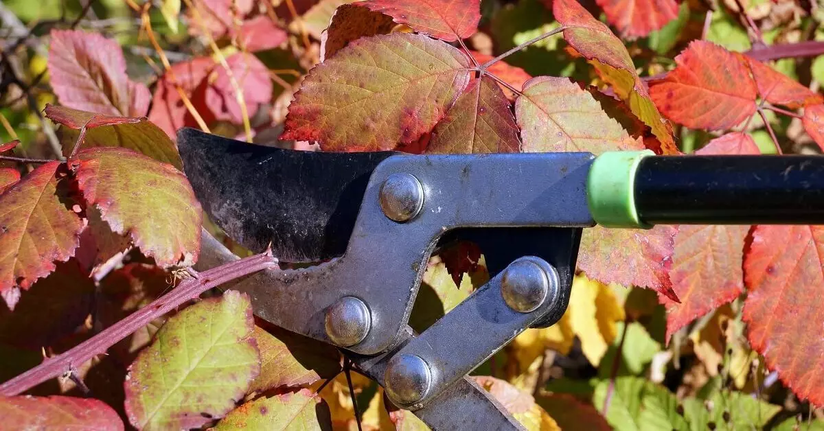 BlackBerry Trimming di Autumn: Tips Berguna untuk Kebun Pemula