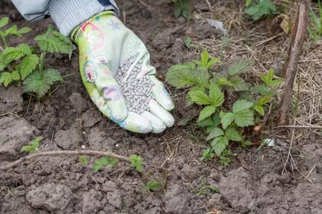 Ferwetterloggen meitsje foar Blackberry yn 'e hjerst