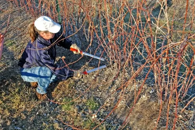 Trimming BlackBerry.