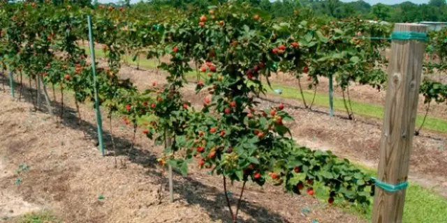 Giarrettiera di lampone rimovibile