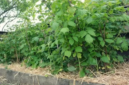 Cuidado de las frambuesas removibles durante la fruitación - Memo de jardinería 6186_14