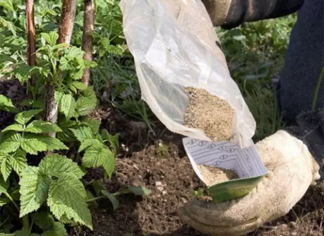 Fertilizzante riparazione del lampone in estate