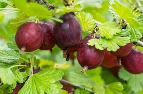 Skrb za izmenljive maline med plodovi - vrtnarski beležka 6186_5