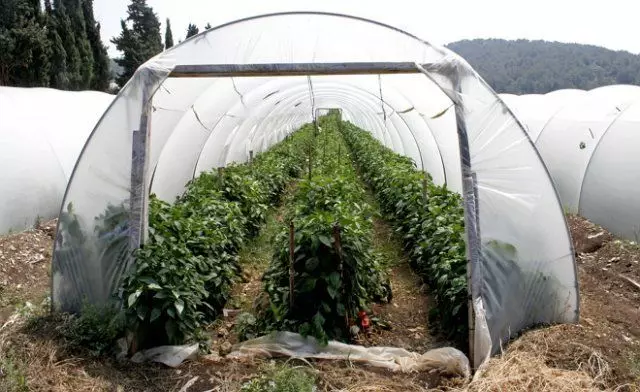 Greenhouse soti nan politèn