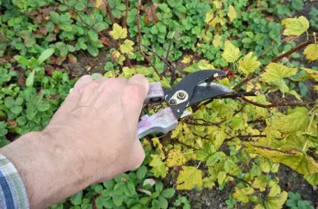 वसंत ऋतु मध्ये currant साठी काळजी - bushes फीड, फीड आणि हाताळण्यासाठी 620_3