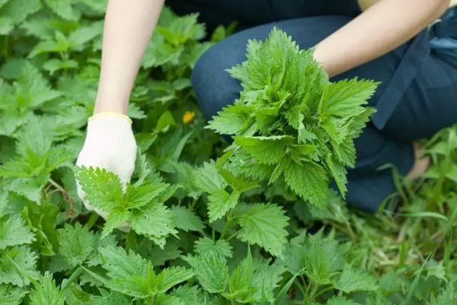 Conas nettle a bhaint as an suíomh